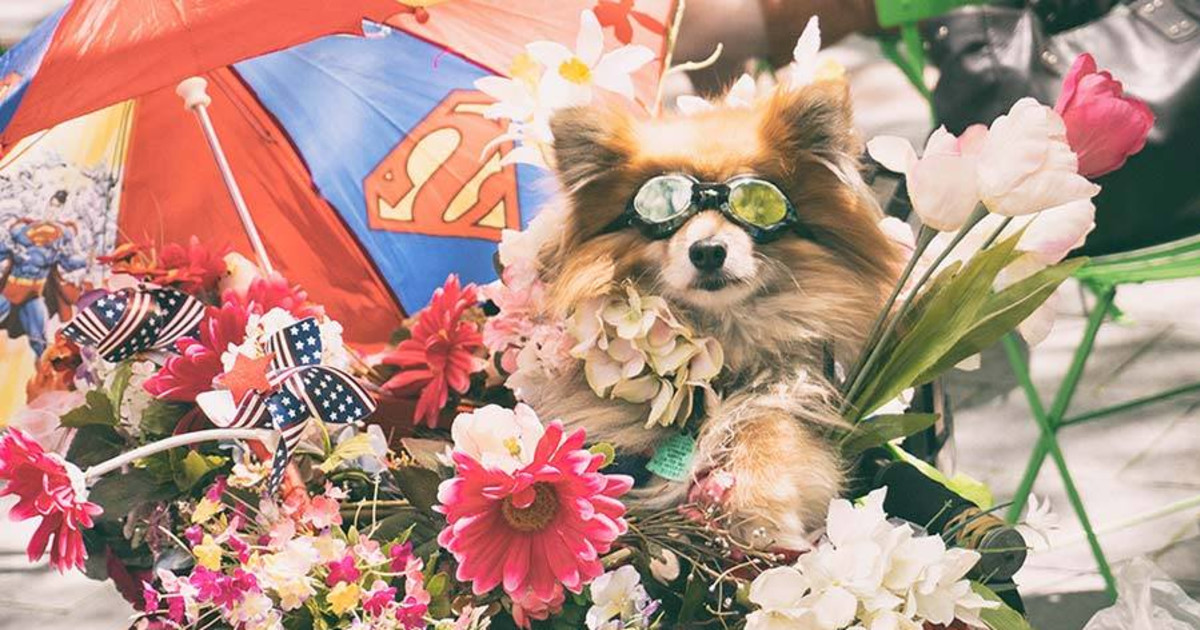 Seattle Humane Society Maxmobile at Westlake Park in Seattle at