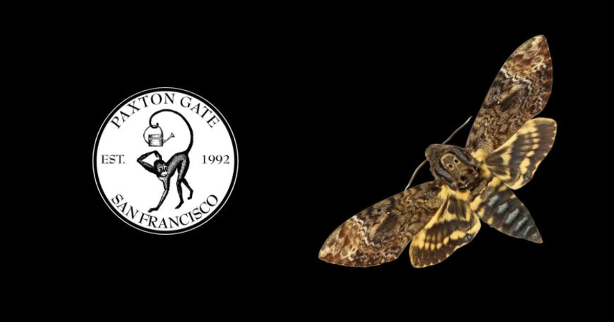 Insect Pinning Class: Death's Head Moth in San Francisco at