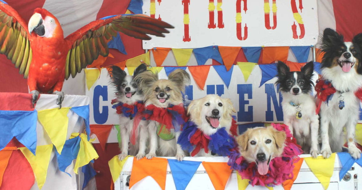 The Mutt-Cracker (SWEET!) in Austin at The Vortex