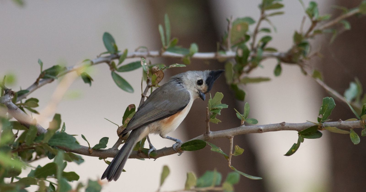 Spring Lake Outdoor Academy: Introduction to Birds in San Marcos