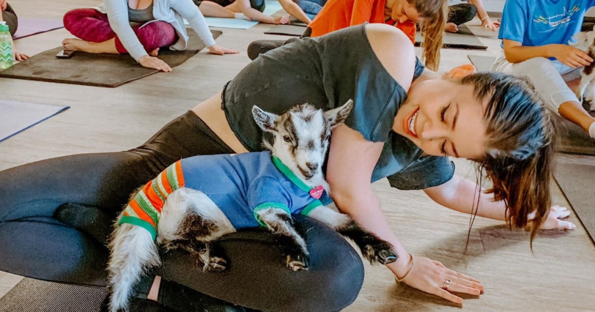 Goat Yoga Class in Bee Cave at Yoga & Goga