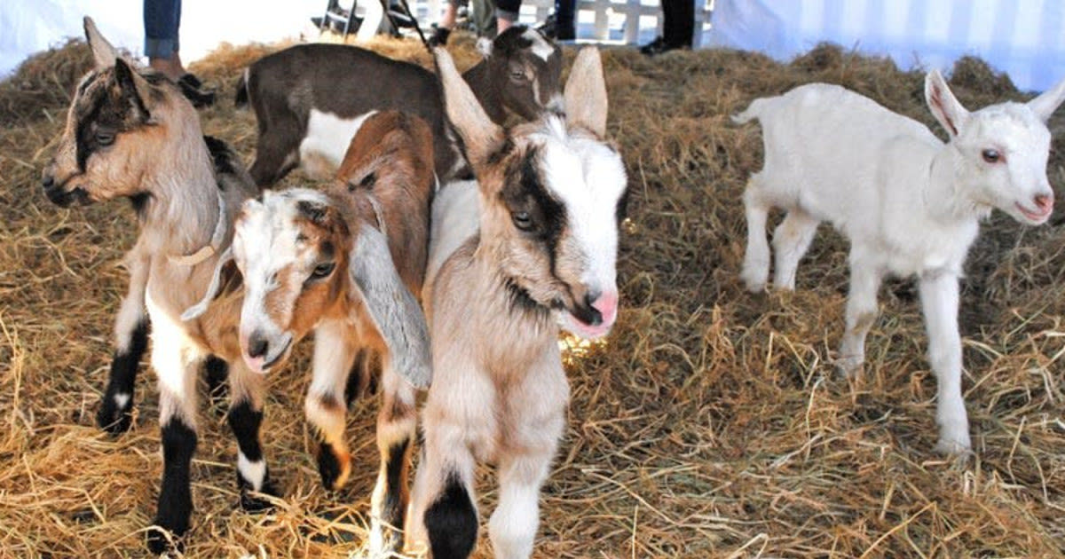 Goat My Valentine in San Francisco at 580 Green St