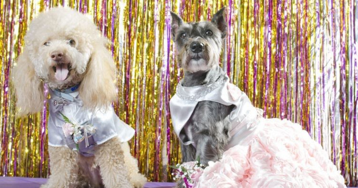 Dog Prom: A Canine Night to Remember in Oakland at Temescal