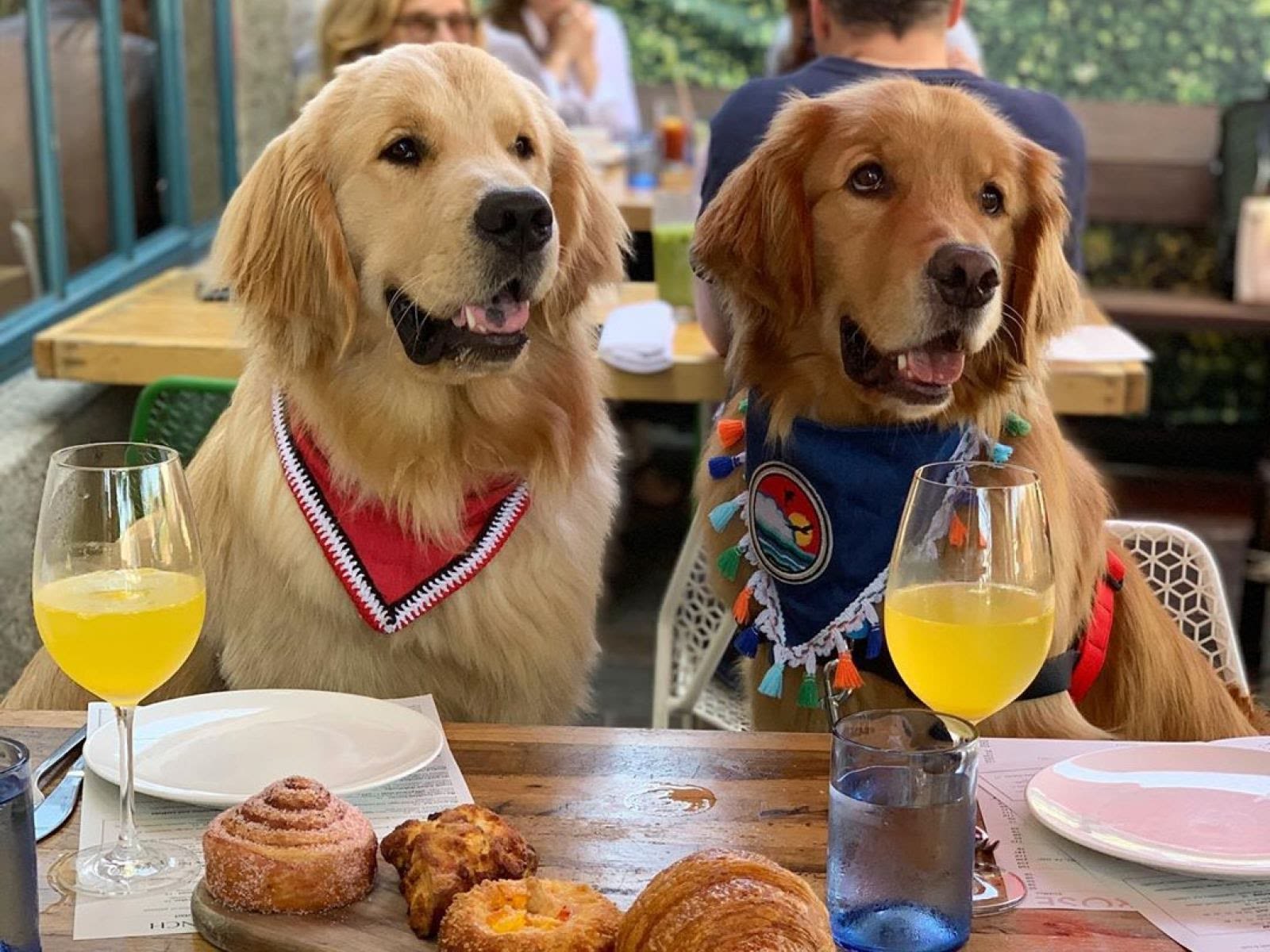 Dog Friendly Guide To LA dog-friendly-guide-to-la