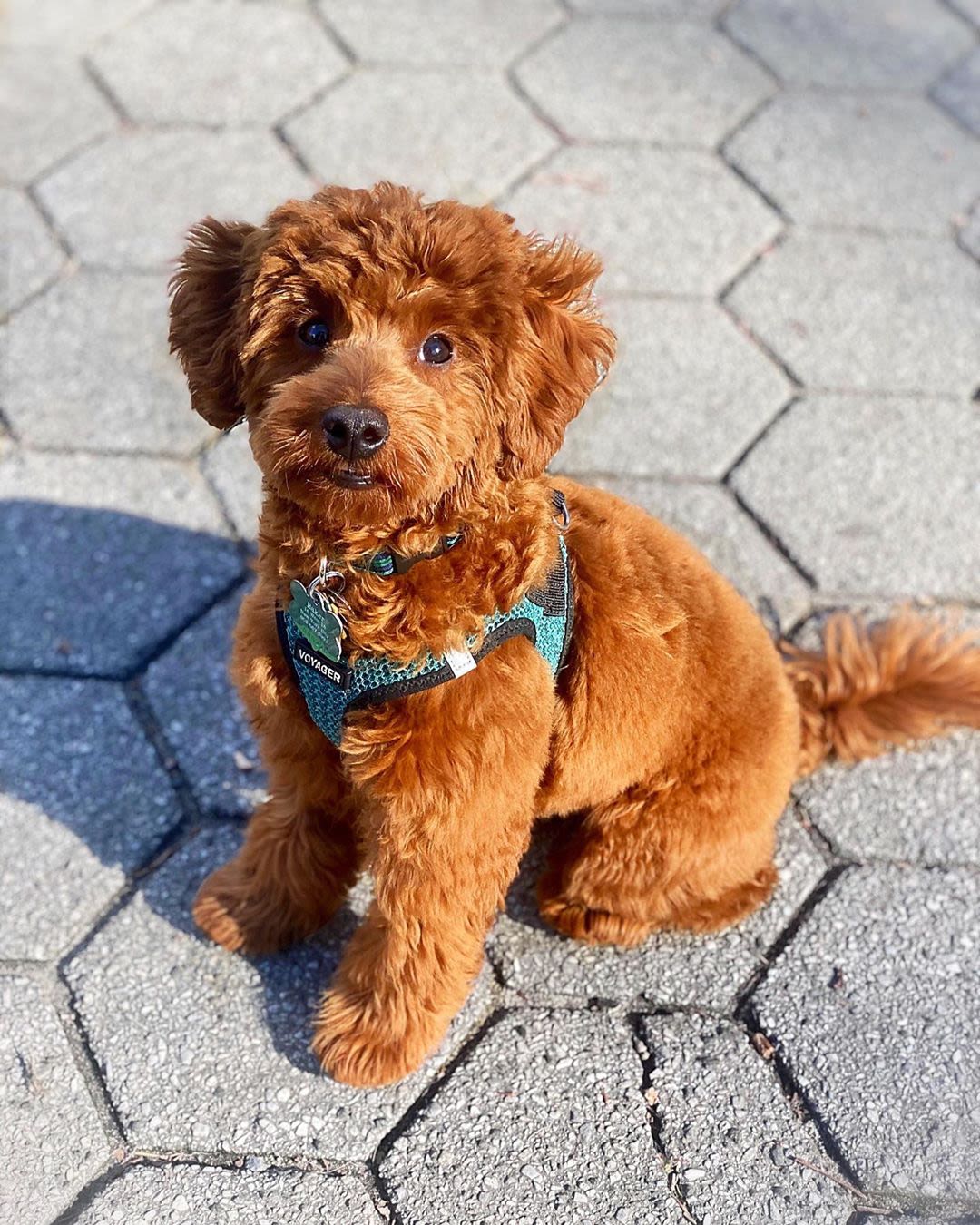 Top 15 NYC Pet Accounts