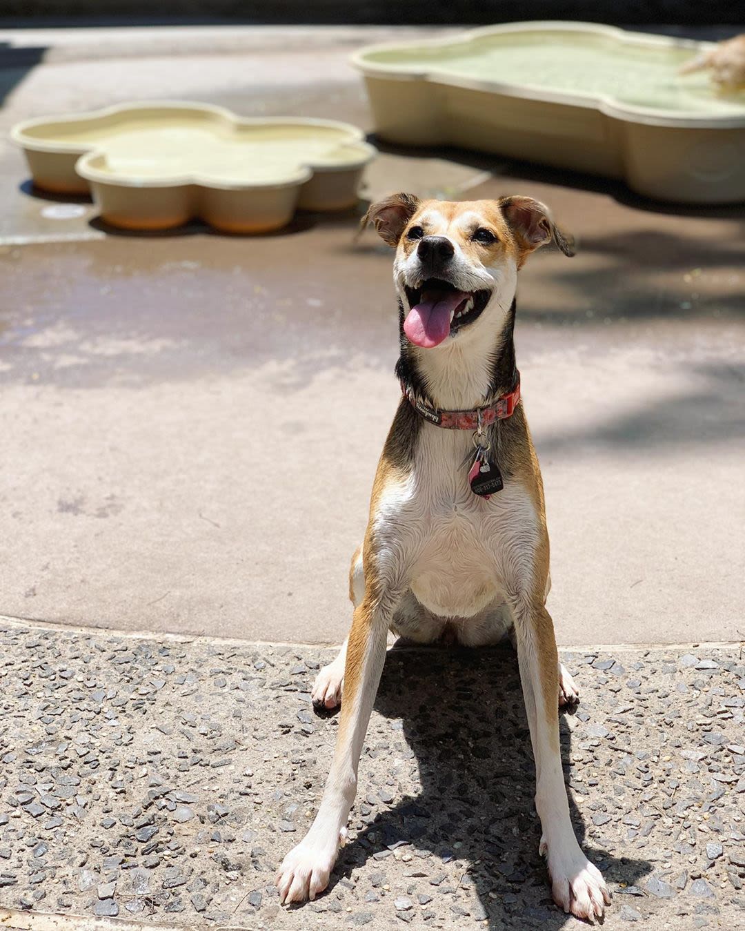 Top 15 NYC Pet Accounts