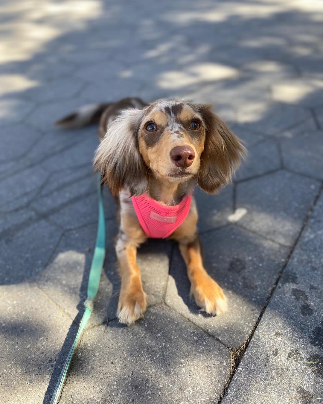 Top 15 NYC Pet Accounts