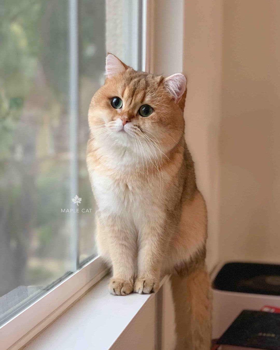 Famous Instagram Cats