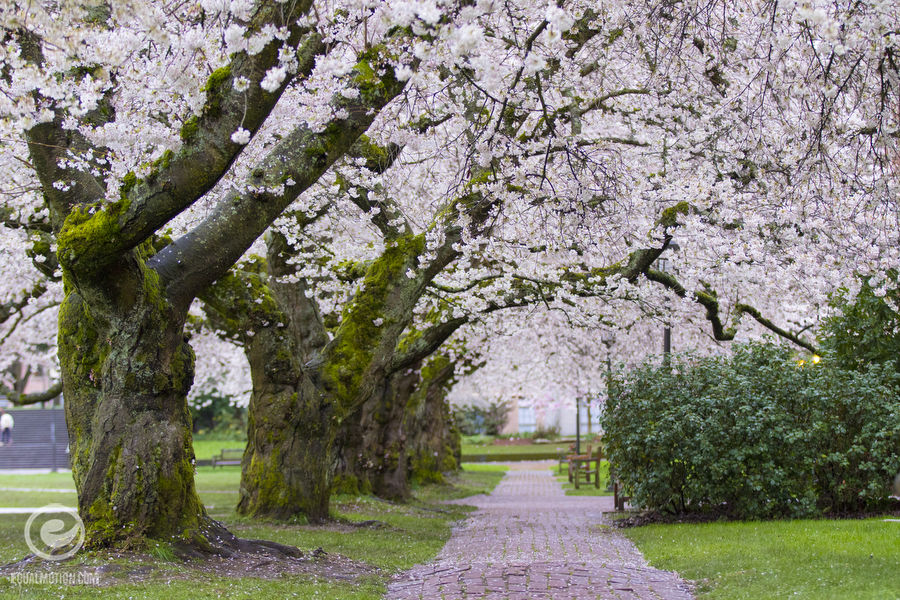 uw quad cherry trees