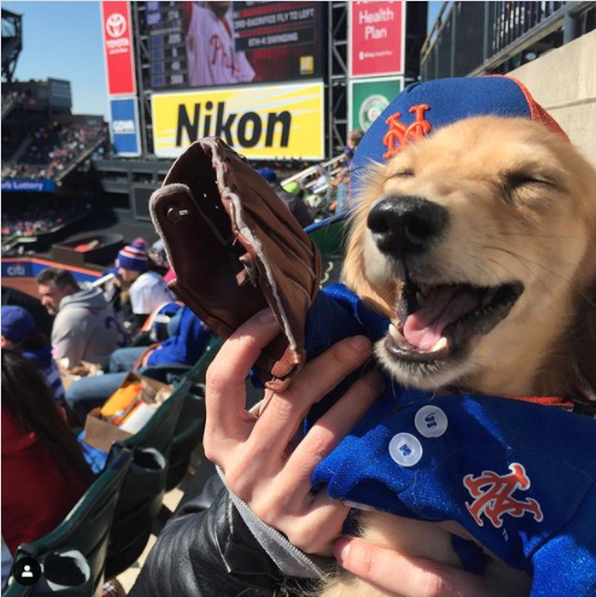Top 15 NYC Pet Accounts