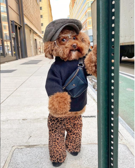 Top 15 NYC Pet Accounts