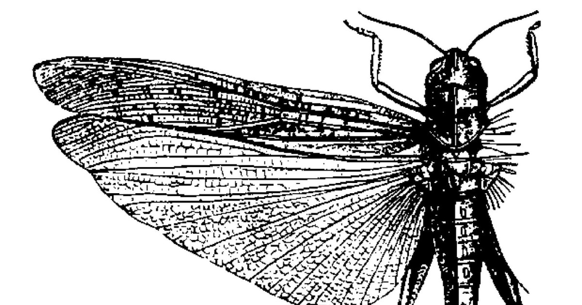 Justin Pearson (of The Locust) in Kansas City at #DoStuffAtHome