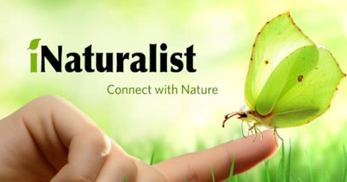 Early Bird Inaturalist Bioblitz 2020: Summer Edition in