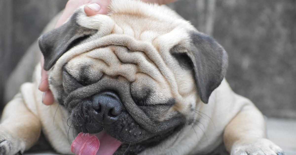 New York's Best Dog Parks