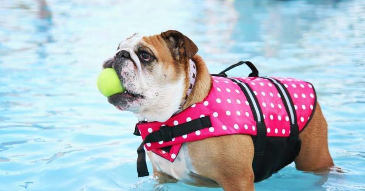 Pooch Pool Party in Hermitage at Nashville Shores
