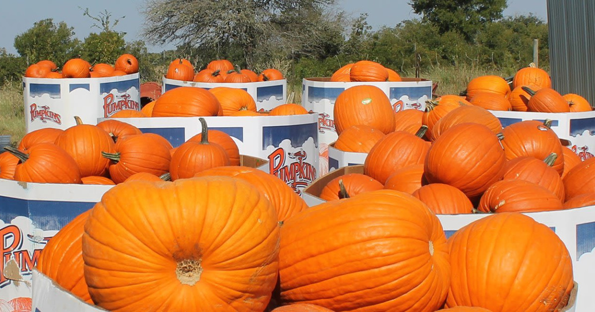Pumpkin Hunt in Elgin at Evergreen Farms