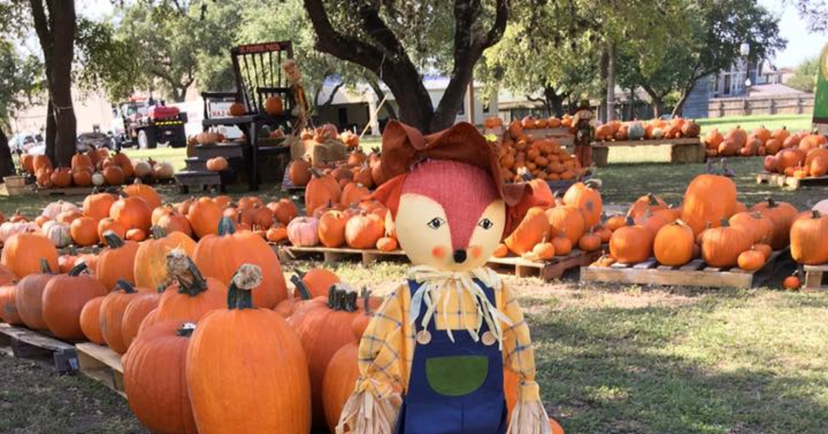 Universal City Pumpkin Patch 2020 in San Antonio at 2150