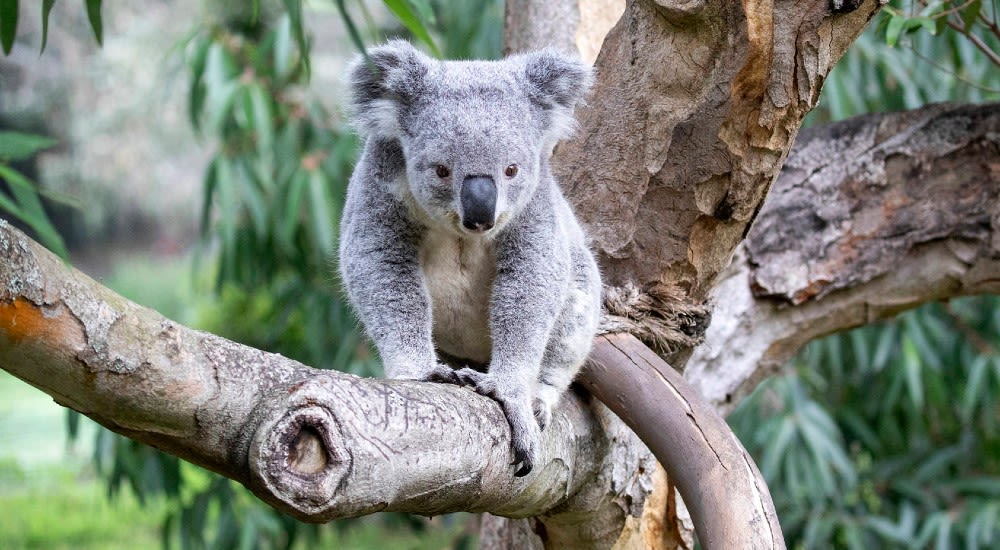 What's Open: Bay Area Museums, Gardens, Zoos