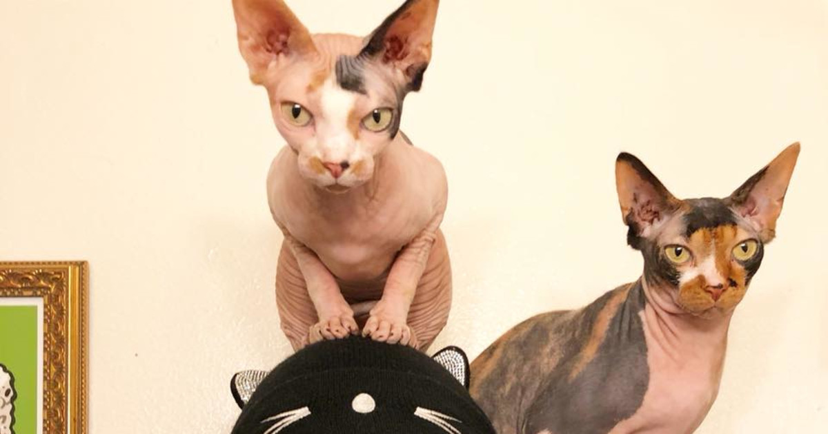 POP Cats Festival in Portland at Oregon Convention Center