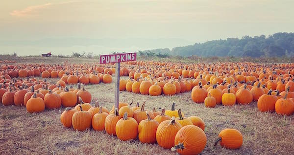 Where to Go Pumpkin Picking Around New York