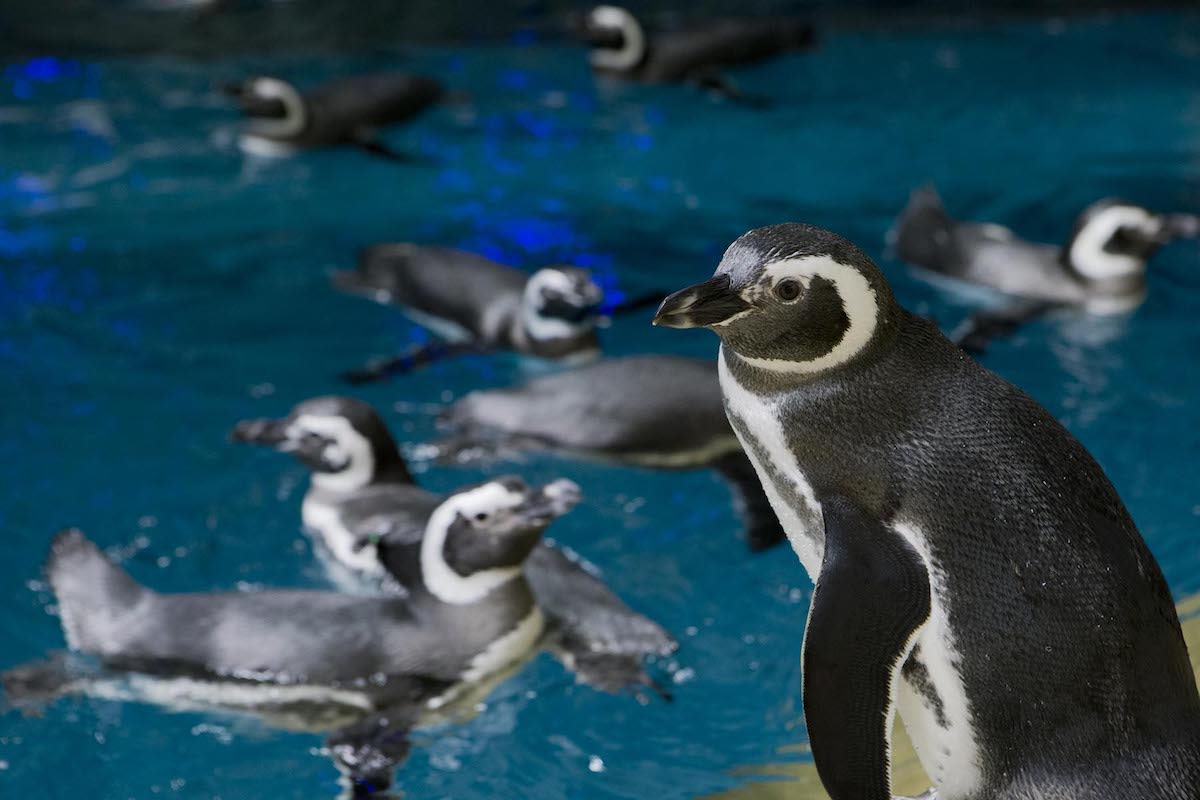 Shedd Aquarium Virtual Animal Encounter Giveaway in Chicago at