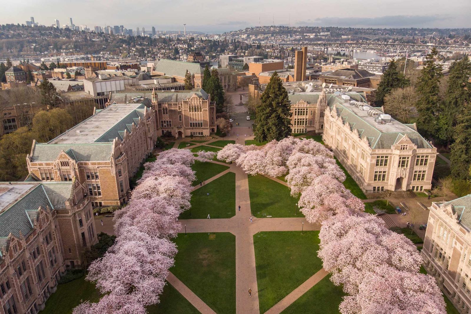 Uw Cherry Blossoms 2024 Jany Robinette
