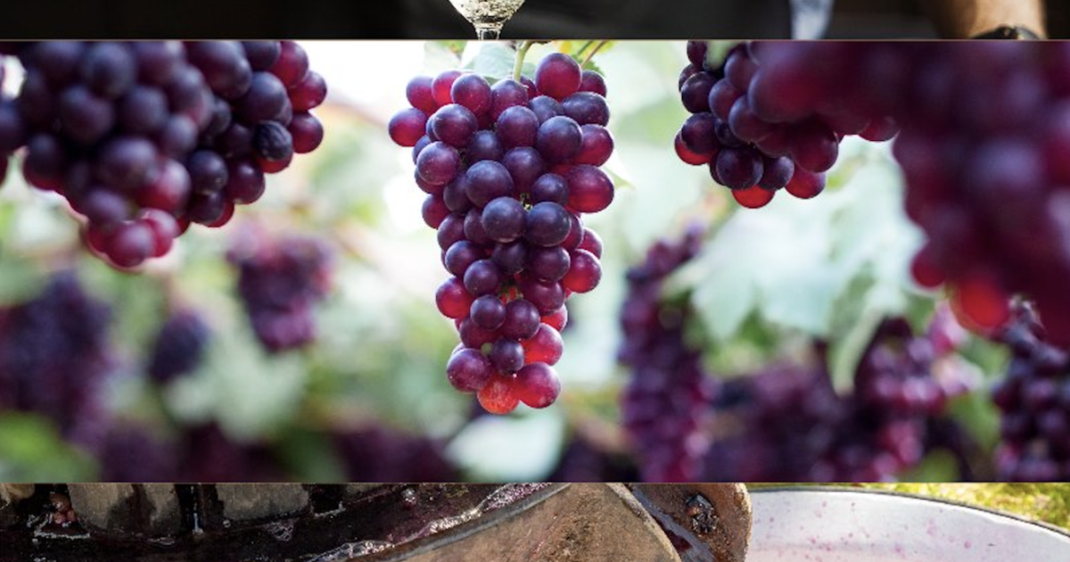 Austin Homebrew Introduction to Wine Making: Part I in Austin at