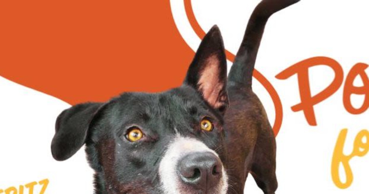 Pours for Pets in Austin at Austin