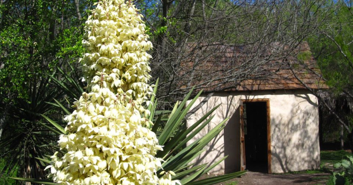 Ethnobotany of Native Plants Guided Tour in San Antonio at San