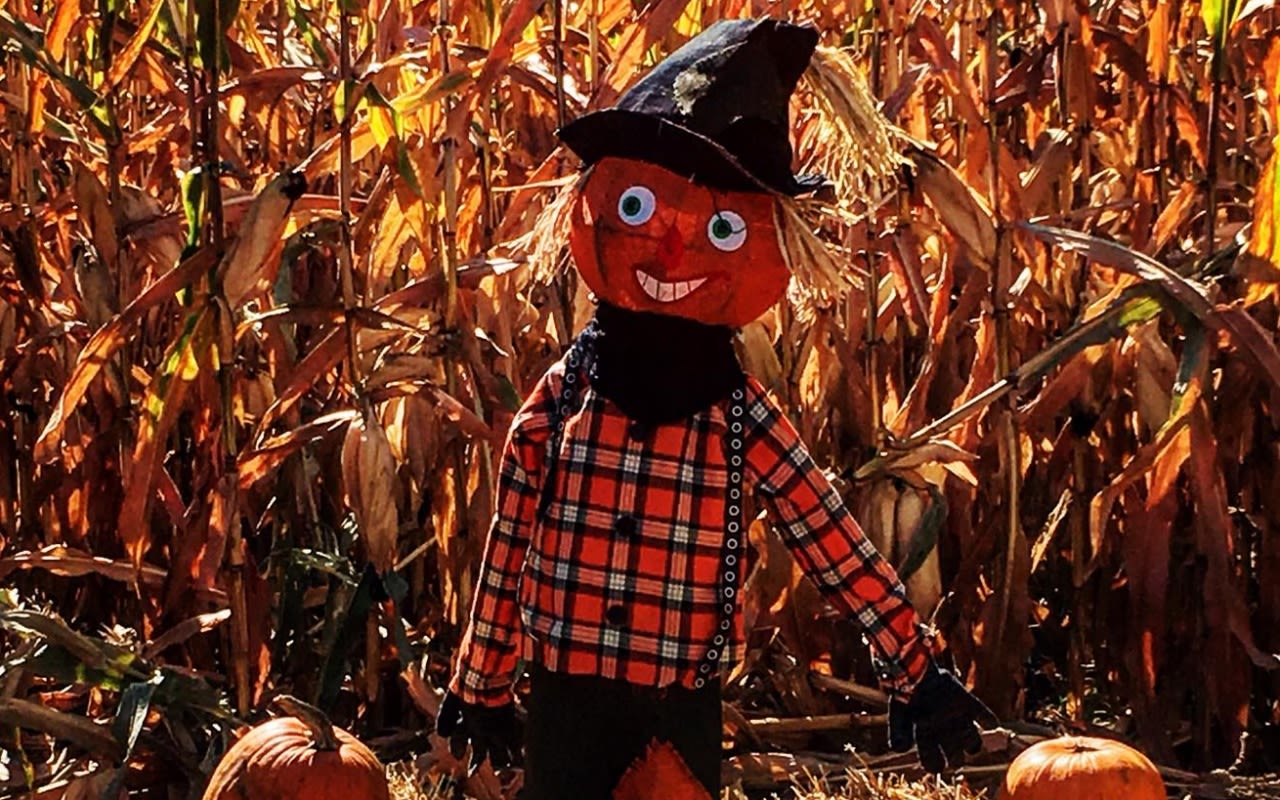 Where To Go Apple & Pumpkin Picking Around Chicago