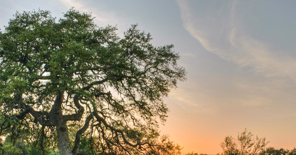 Morphology of Texas Oaks and Trees in Austin at Lady Bird Johnson