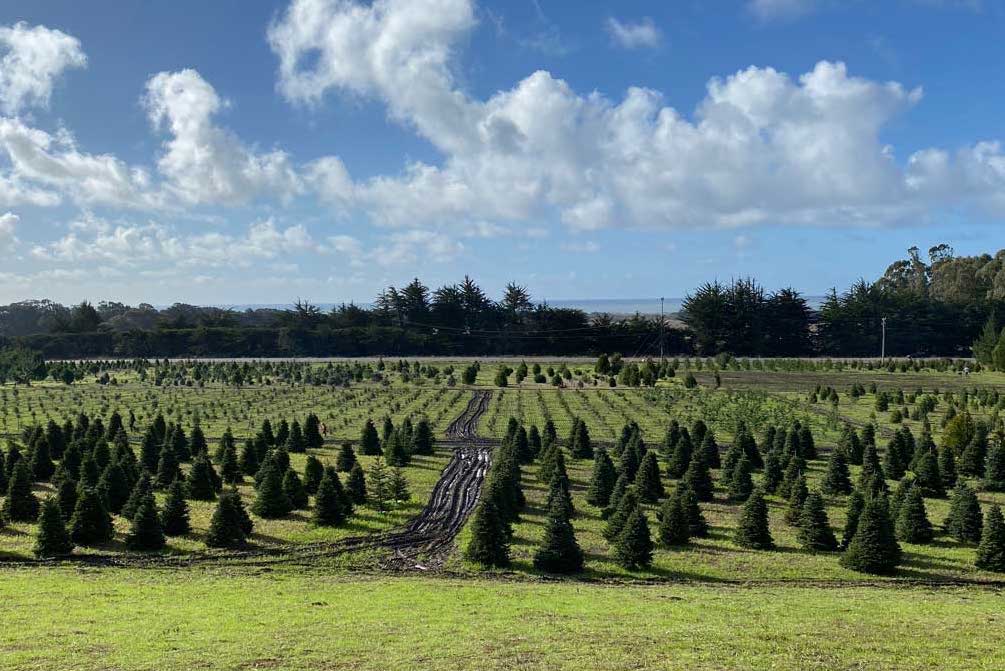 Where to Get Your Christmas Tree in the Bay