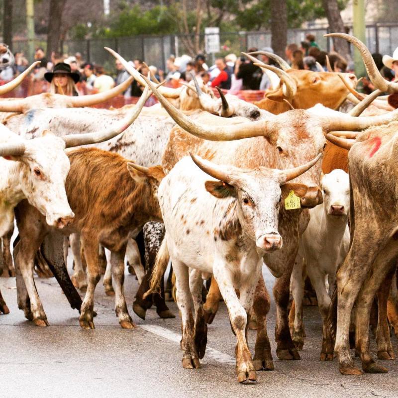 Western Heritage Cattle